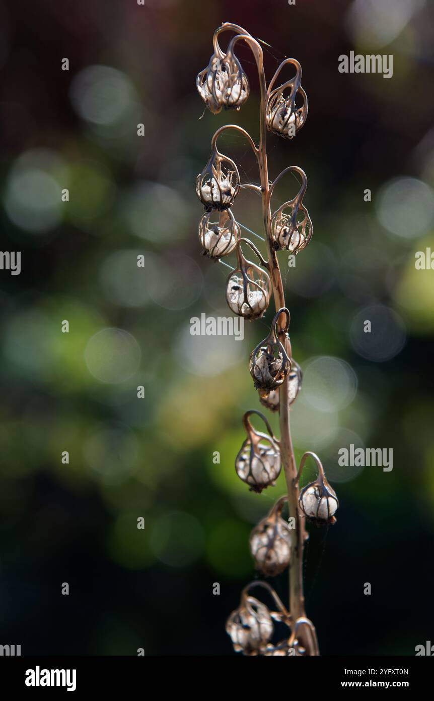 A skeleton flower spike of Campanula latifolia, the giant bellflower ...