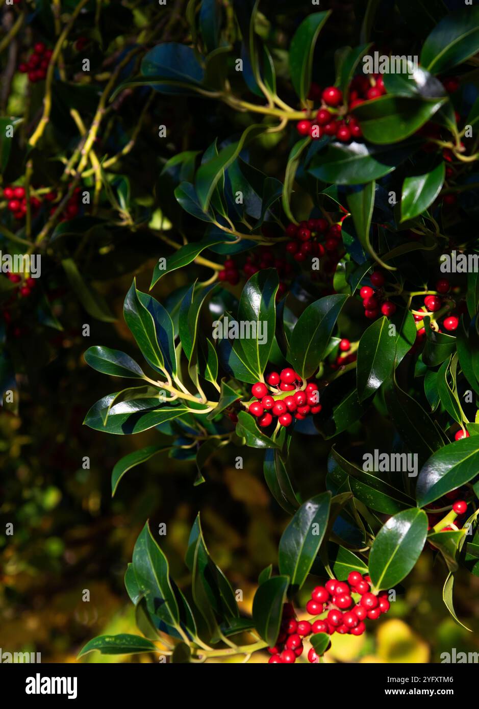 Holly j c van tol hi-res stock photography and images - Alamy