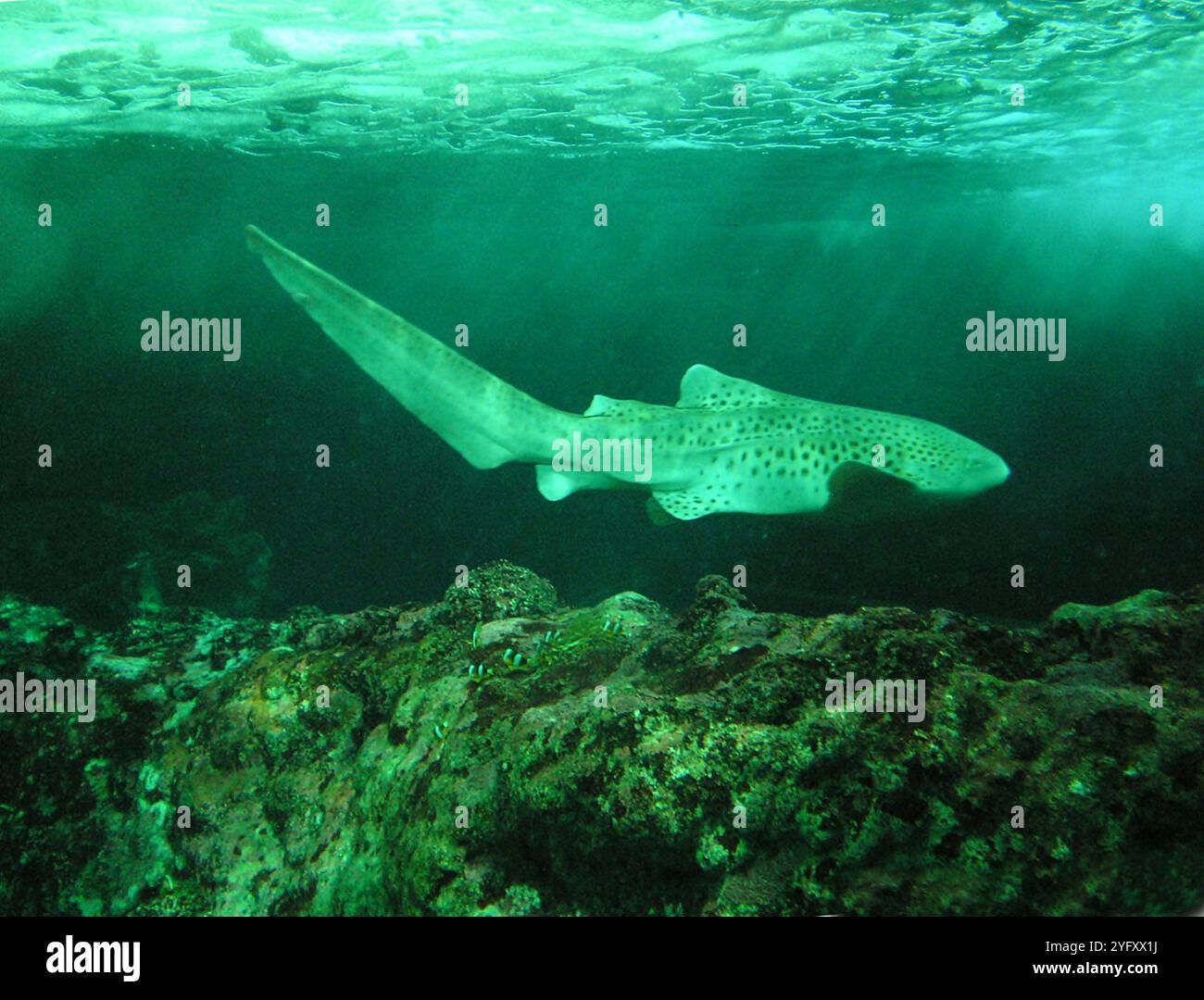 The zebra shark (Stegostoma tigrinum) is a species of carpet shark and ...