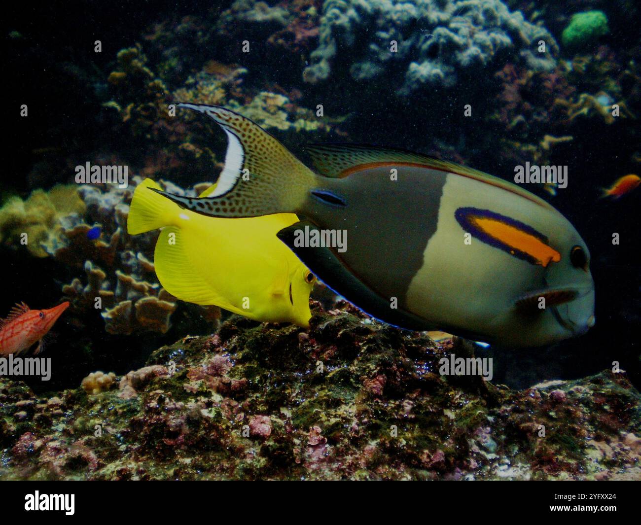 Acanthurus eparai hi-res stock photography and images - Alamy