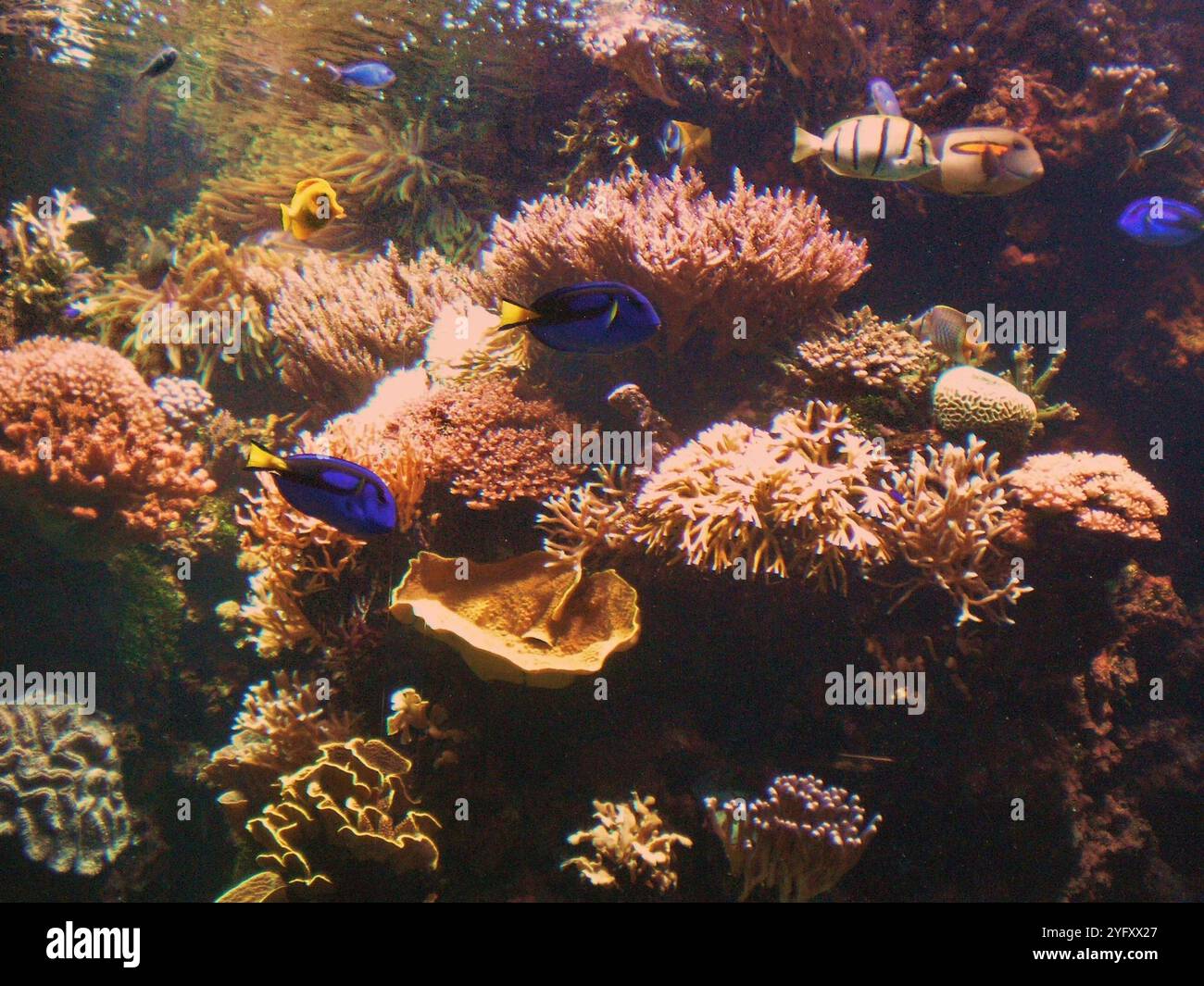 Tropical coral reef sealife. A coral reef is an underwater ecosystem ...