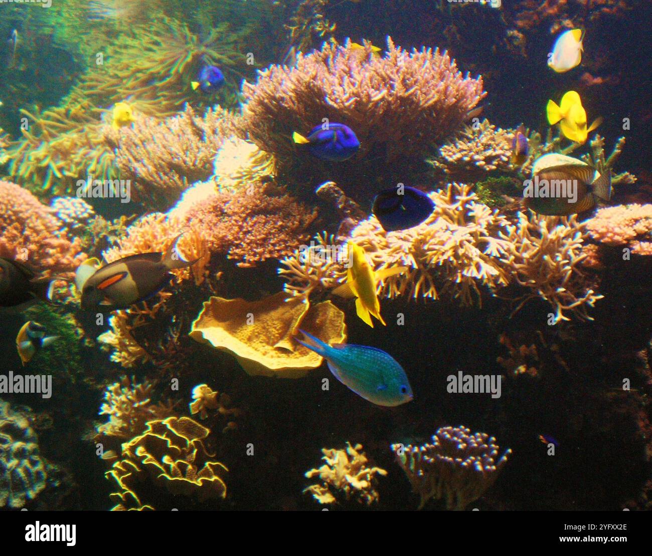 Tropical coral reef sealife. A coral reef is an underwater ecosystem ...