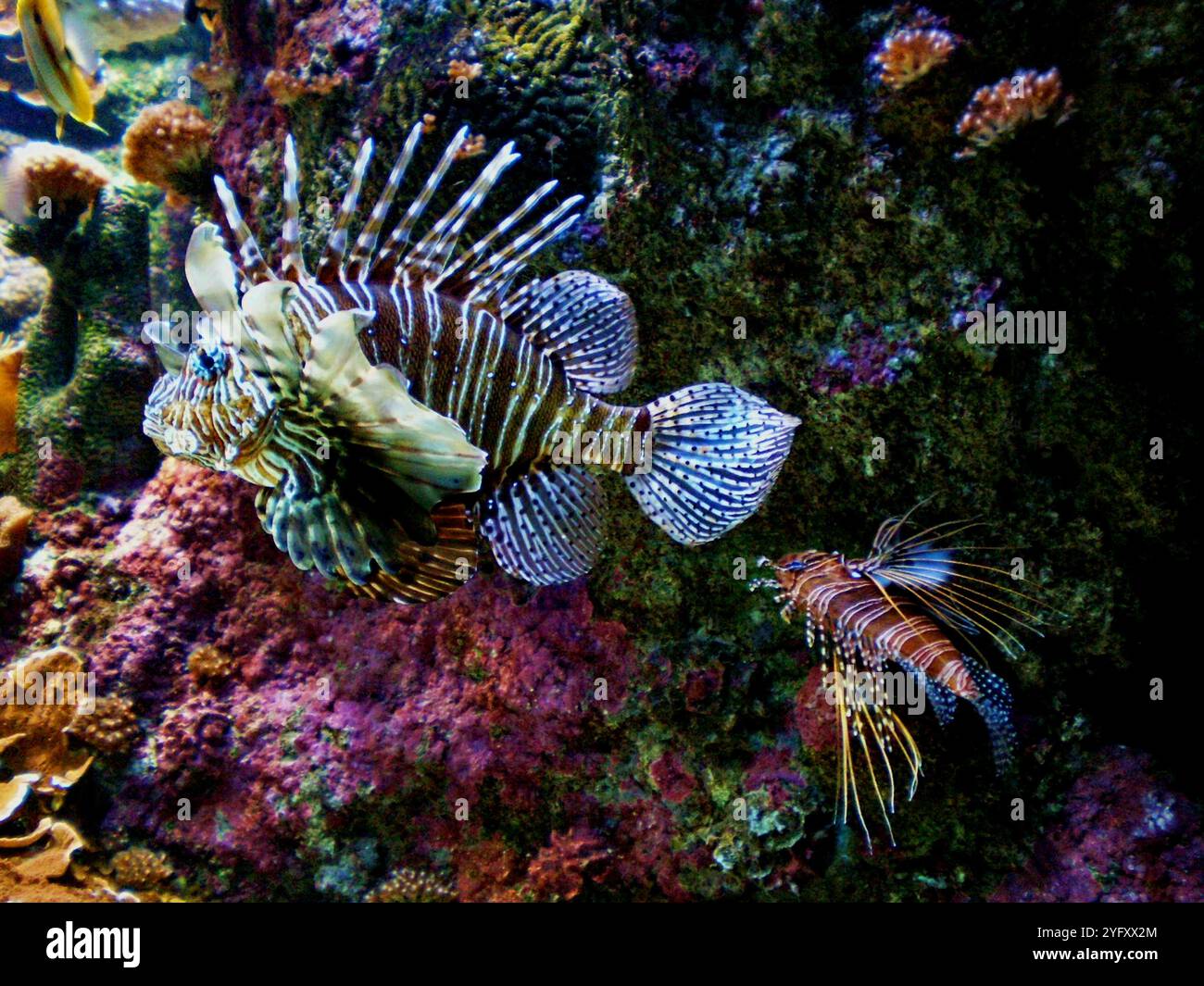 Lionfish Pterois. Pterois is a genus of venomous marine fish, commonly ...