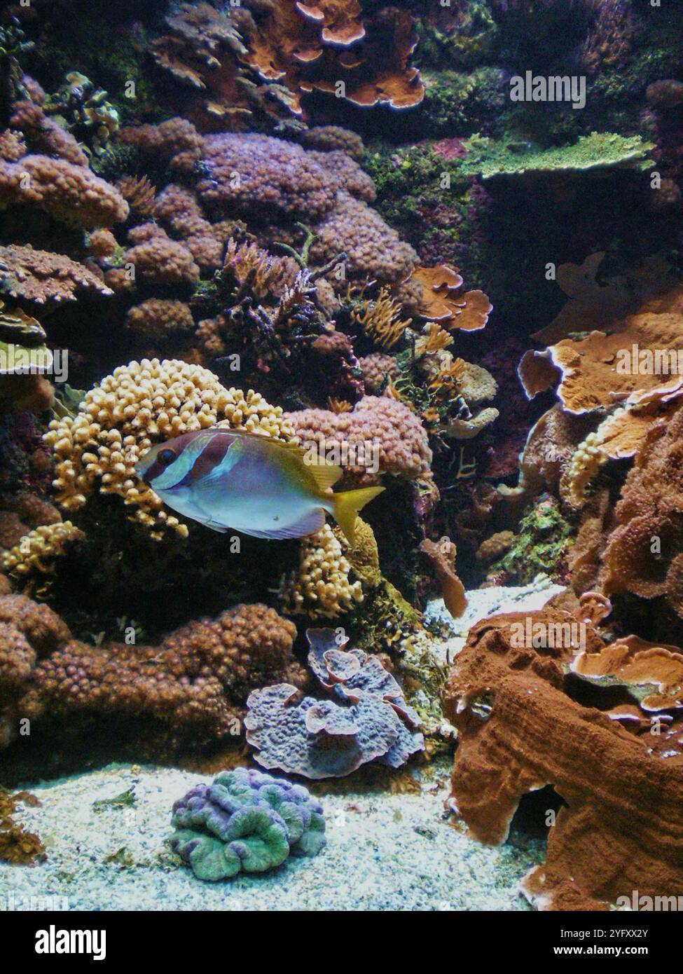 Temperate sea fauna hi-res stock photography and images - Alamy