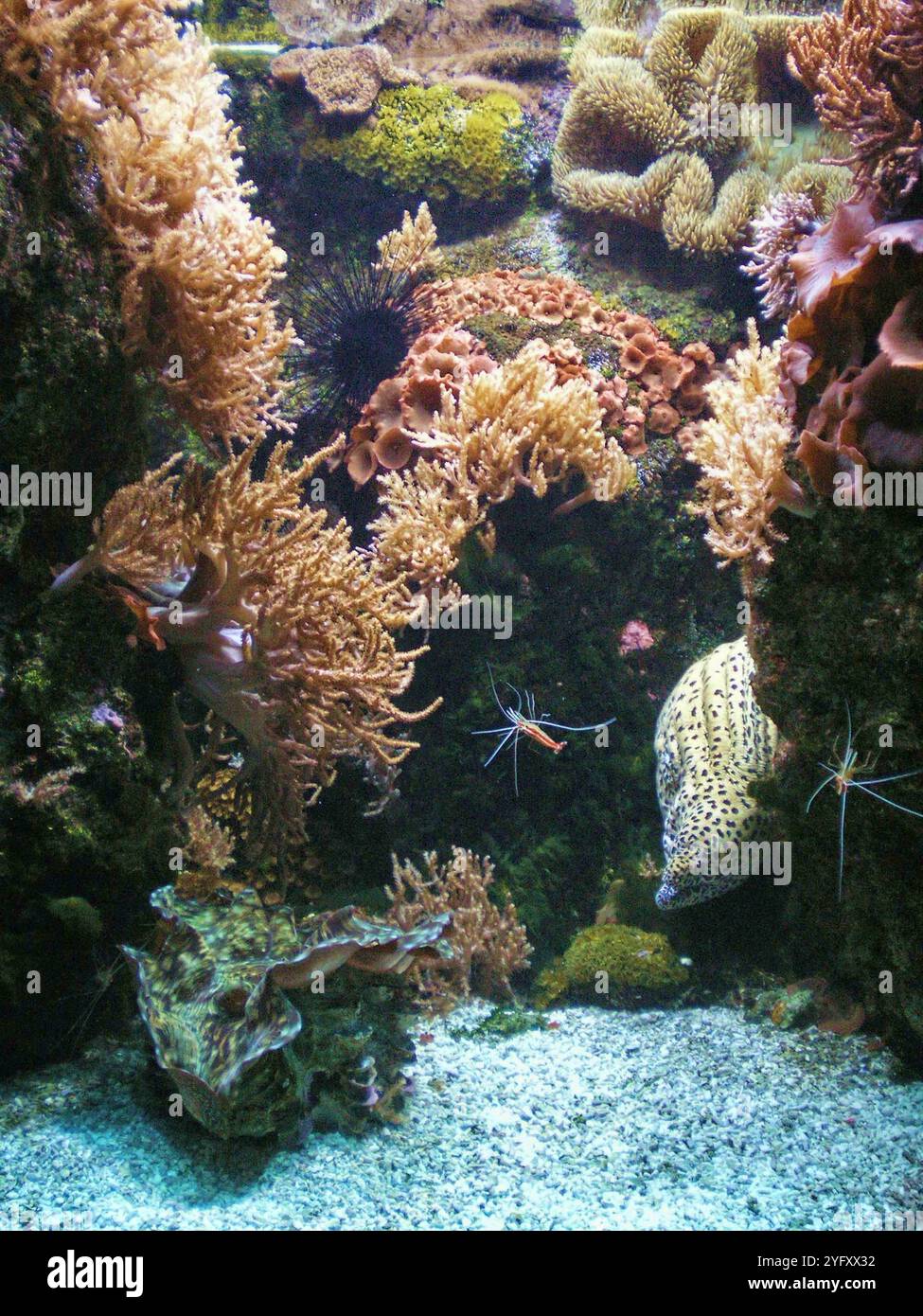 Underwater sealife. Moray eel and shrimp in a coral reef Stock Photo ...