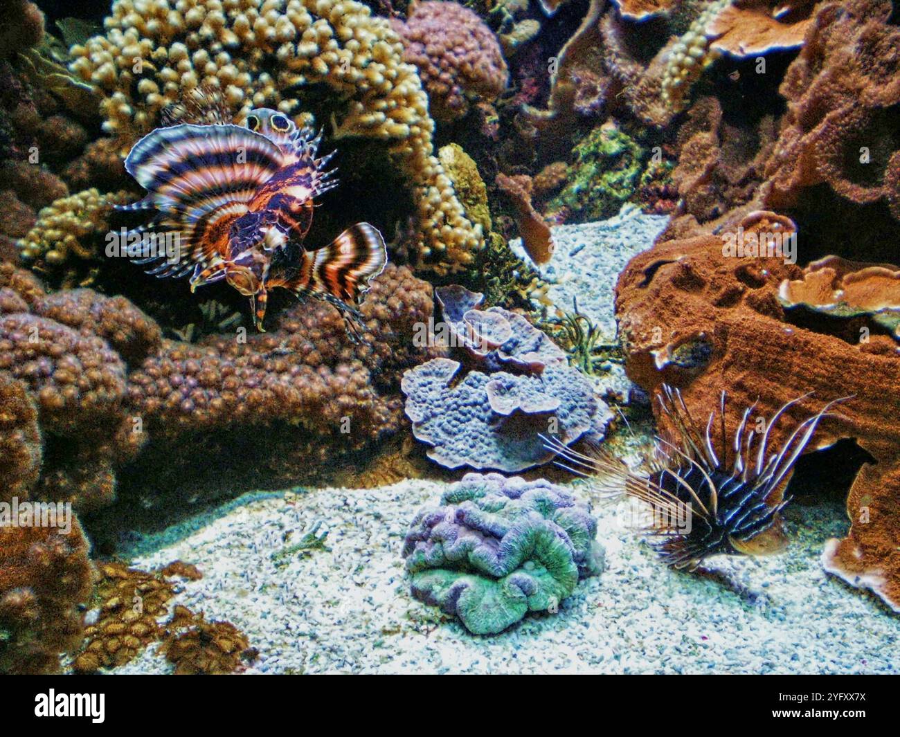 Lionfish Pterois. Pterois is a genus of venomous marine fish, commonly ...