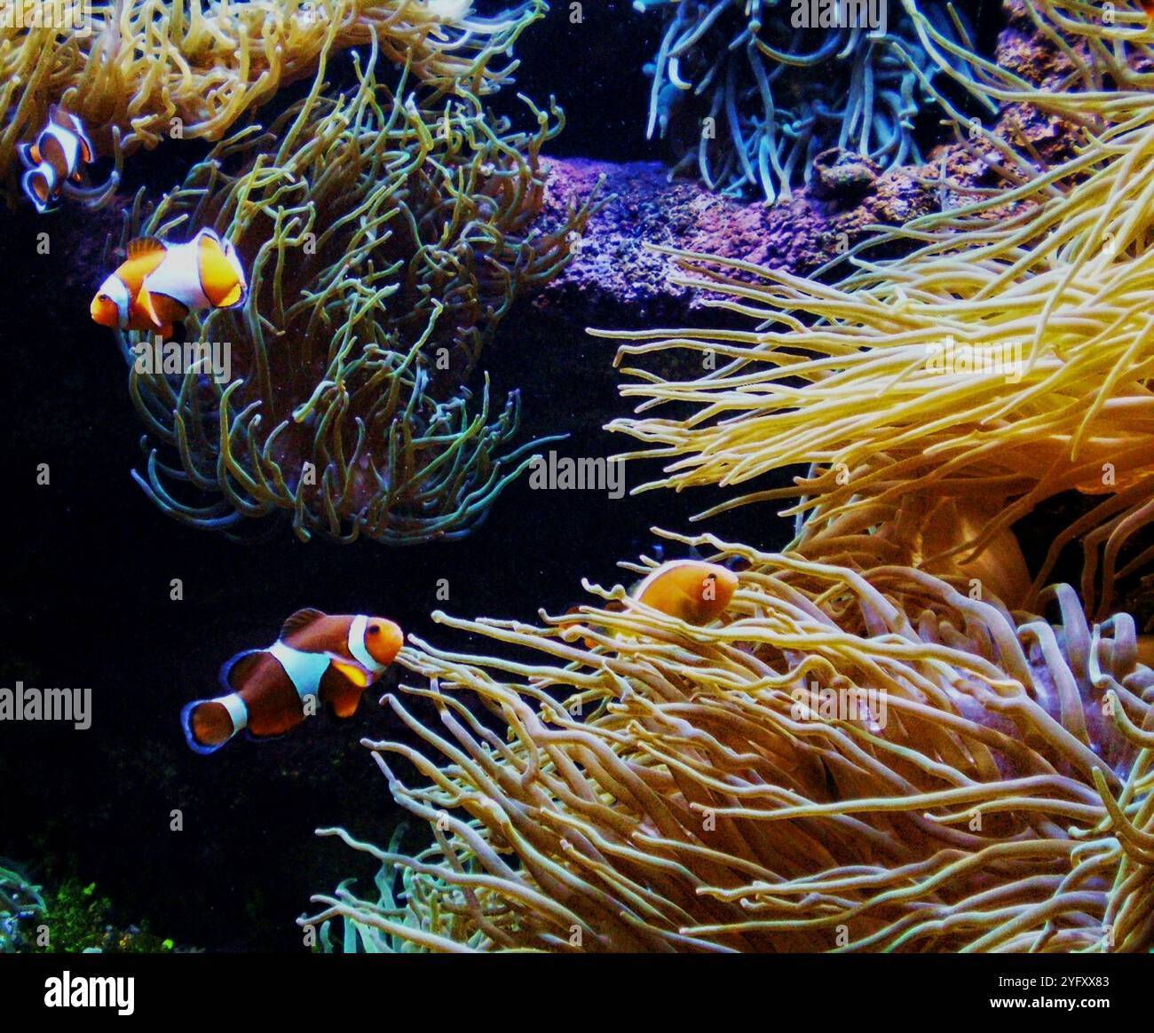 Clownfish or anemonefish are fishes from the subfamily Amphiprioninae ...