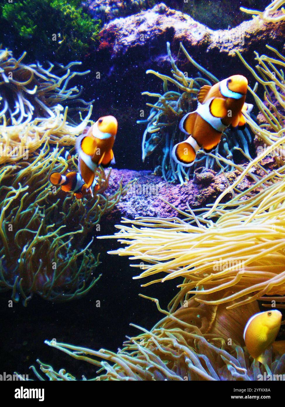Clownfish or anemonefish are fishes from the subfamily Amphiprioninae ...