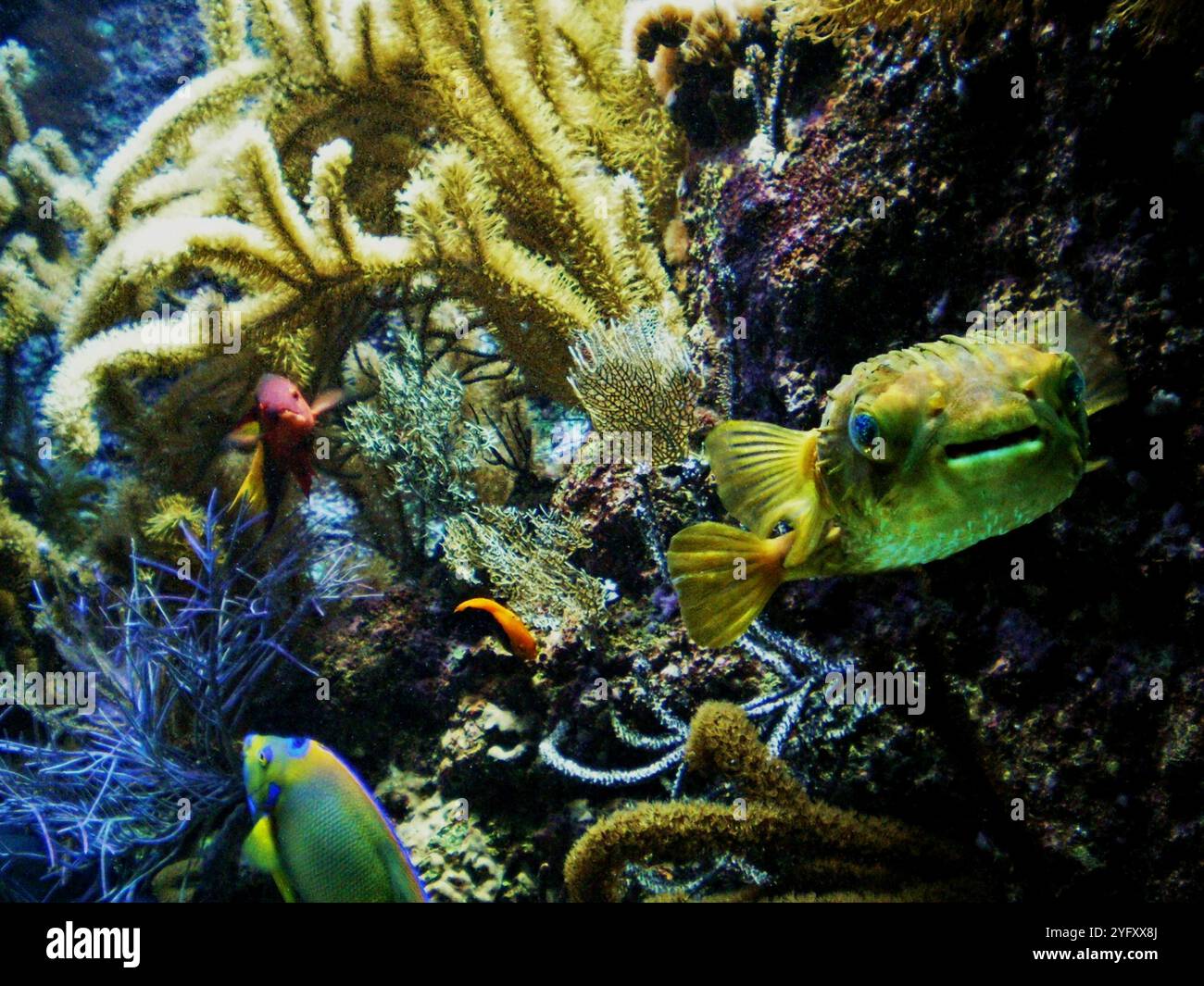 Marinelife underwater hi-res stock photography and images - Alamy