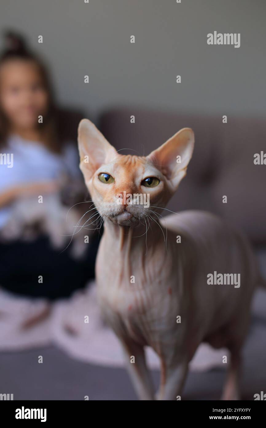 Striking cat features hi-res stock photography and images - Alamy