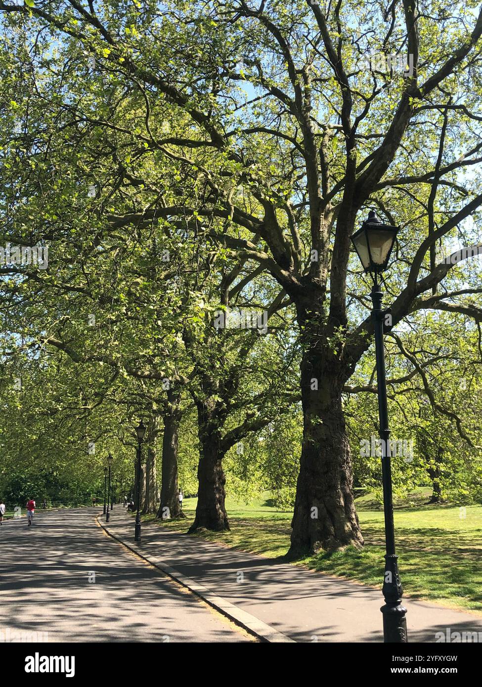 Trees in Battersea Park London Stock Photo - Alamy