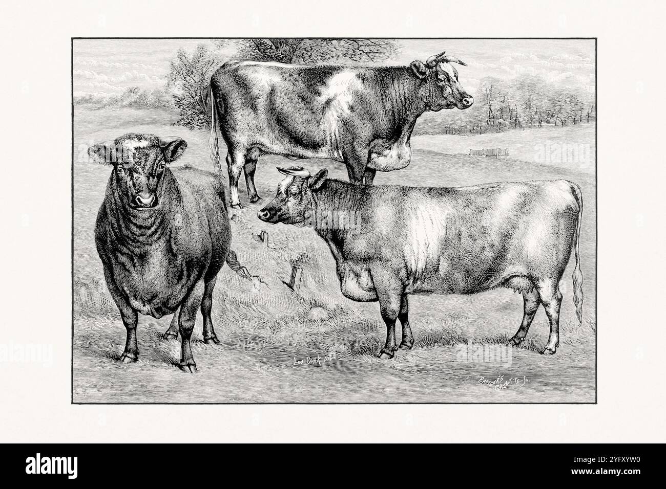 Shorthorn or Durham Cattle. Antique cattle illustration from an 1887 ...