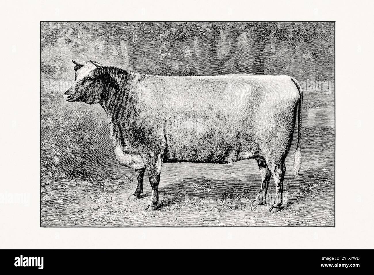 Shorthorn or Durham Cattle. Vintage cattle illustration of a cow from ...