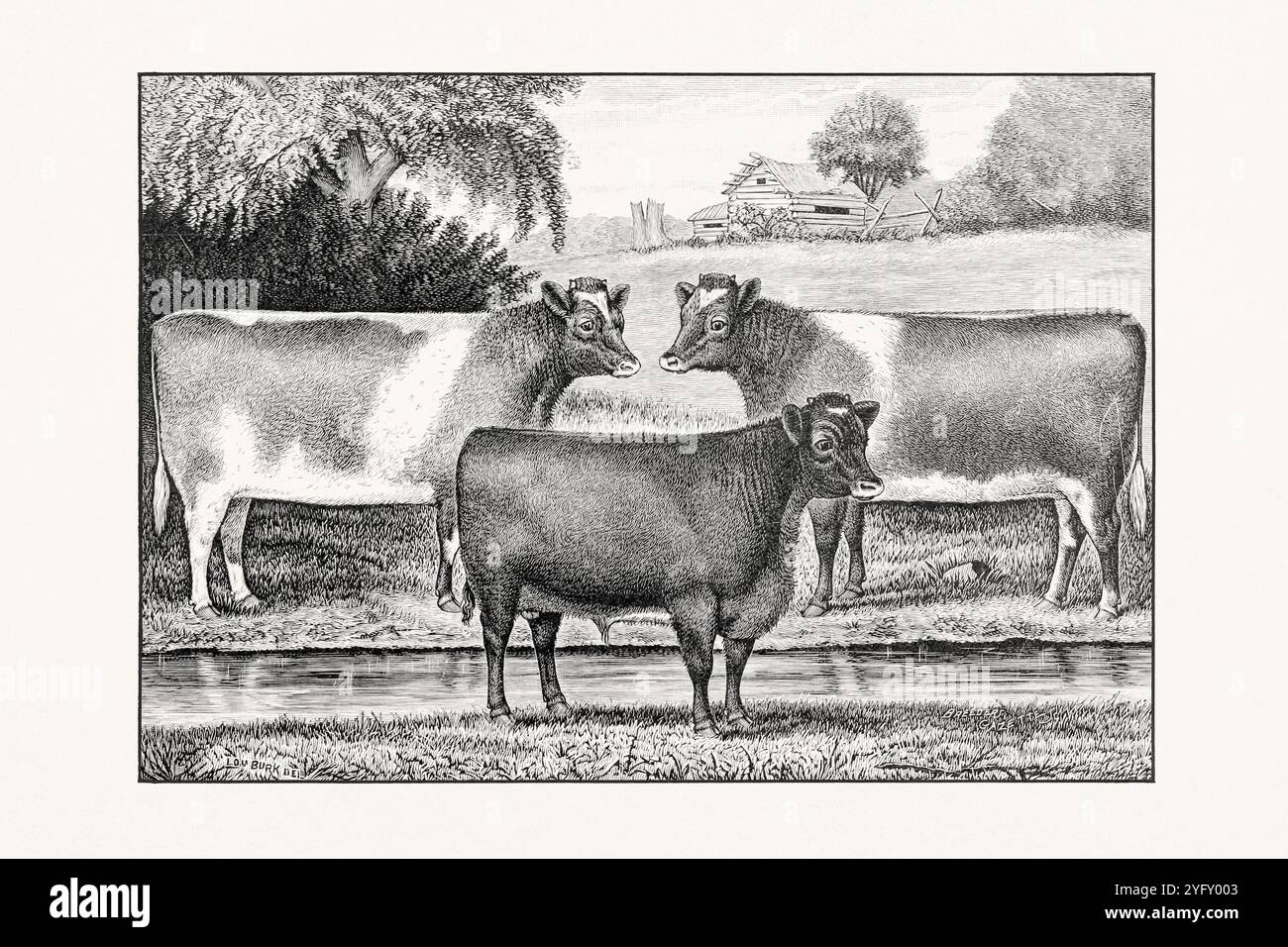 Shorthorn or Durham Cattle. Antique cattle illustration from an 1887 ...