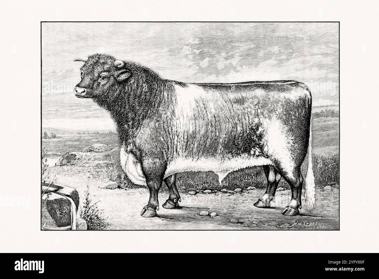 Shorthorn or Durham Cattle. Antique cattle illustration of a bull from ...
