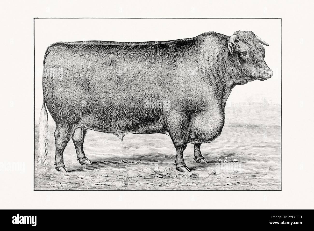 Shorthorn or Durham Cattle. Antique cattle illustration of a bull from ...