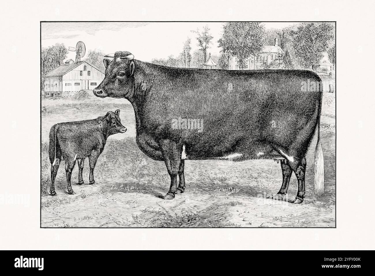 Shorthorn or Durham Cattle. Vintage cattle illustration of a cow from ...