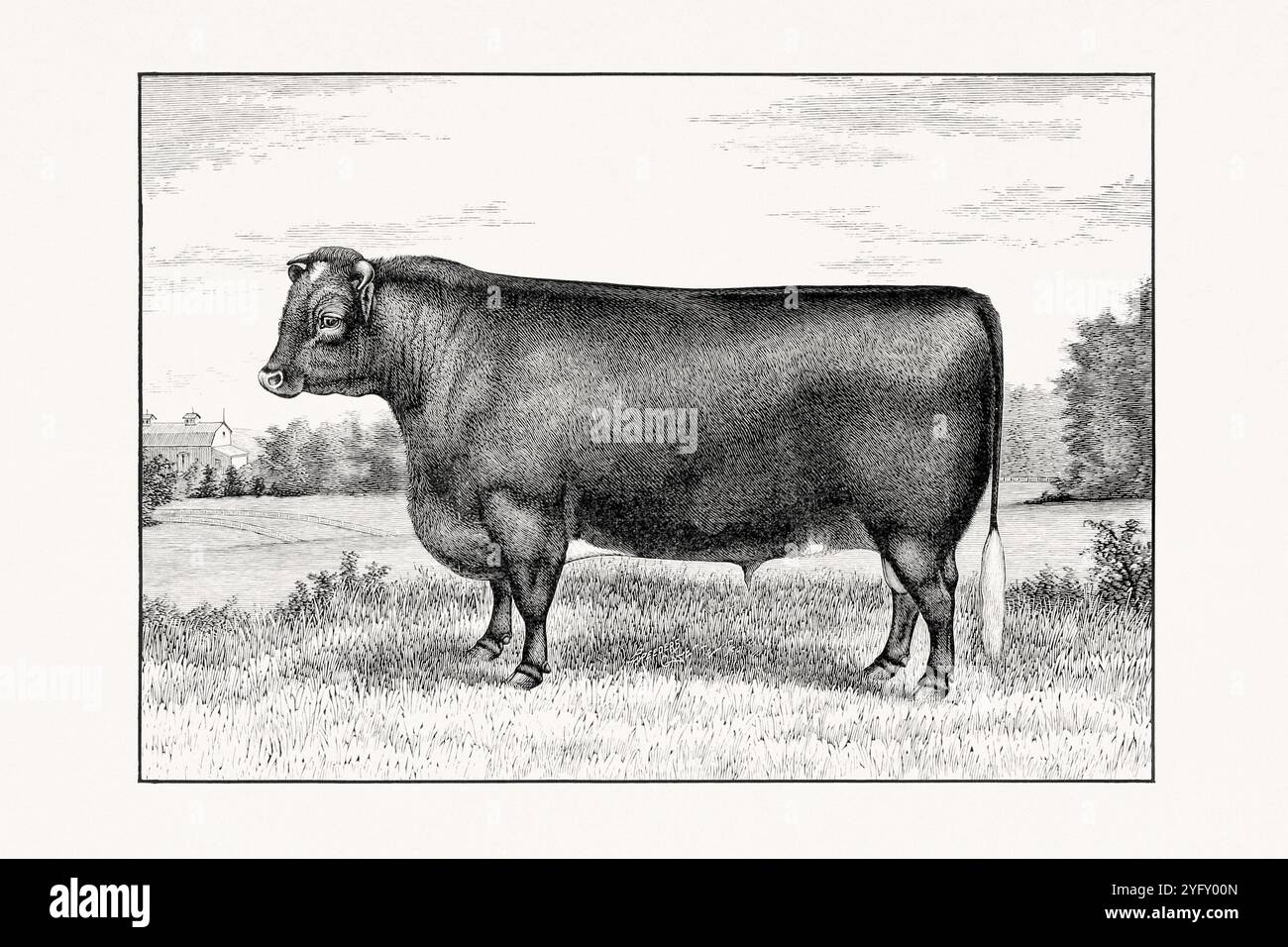 Shorthorn or Durham Cattle. Antique cattle illustration of a bull from ...