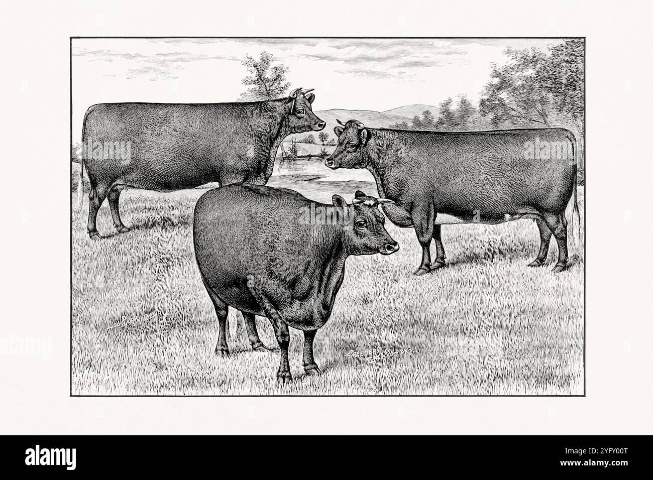 Shorthorn or Durham Cattle. Antique cattle illustration from an 1887 ...