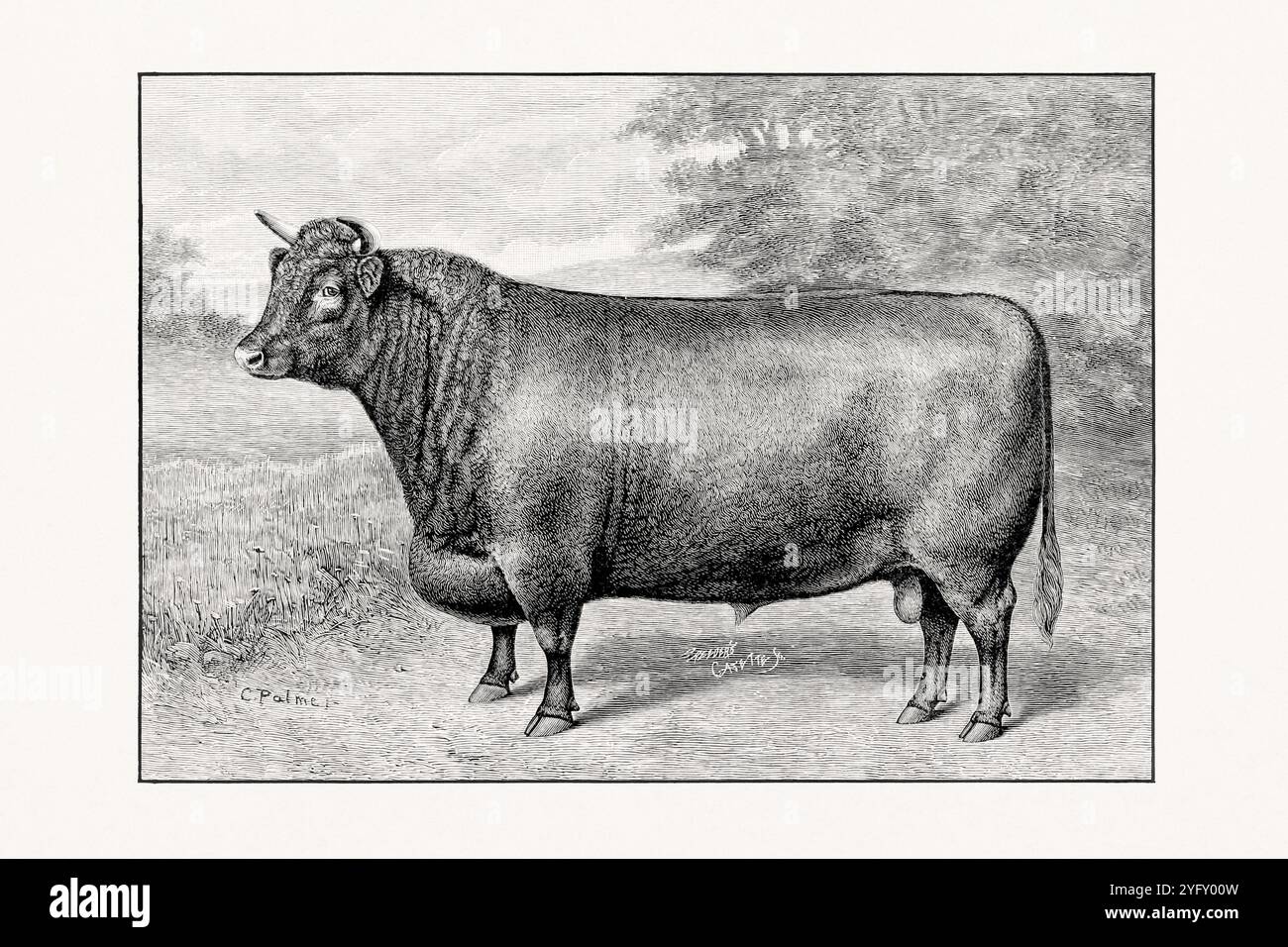 Shorthorn or Durham Cattle. Antique cattle illustration of a bull from ...