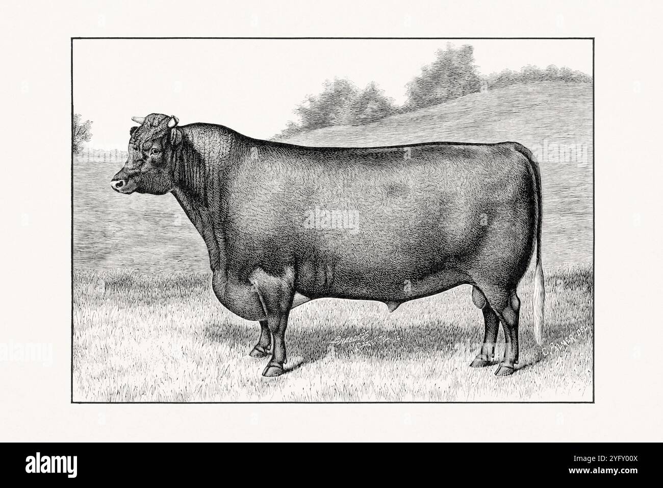 Shorthorn or Durham Cattle. Antique cattle illustration of a bull from ...