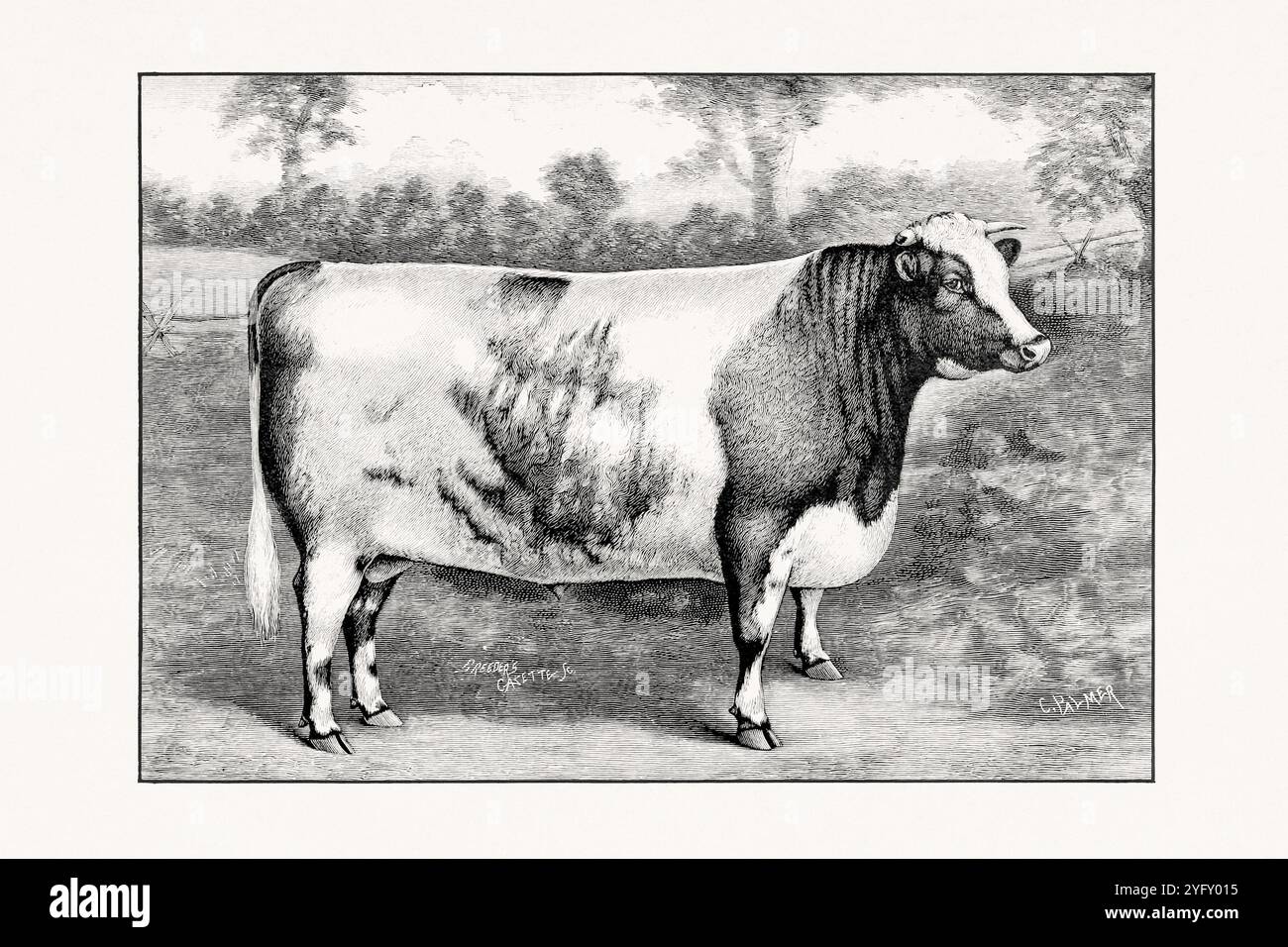 Shorthorn or Durham Cattle. Vintage cattle illustration of a cow from ...