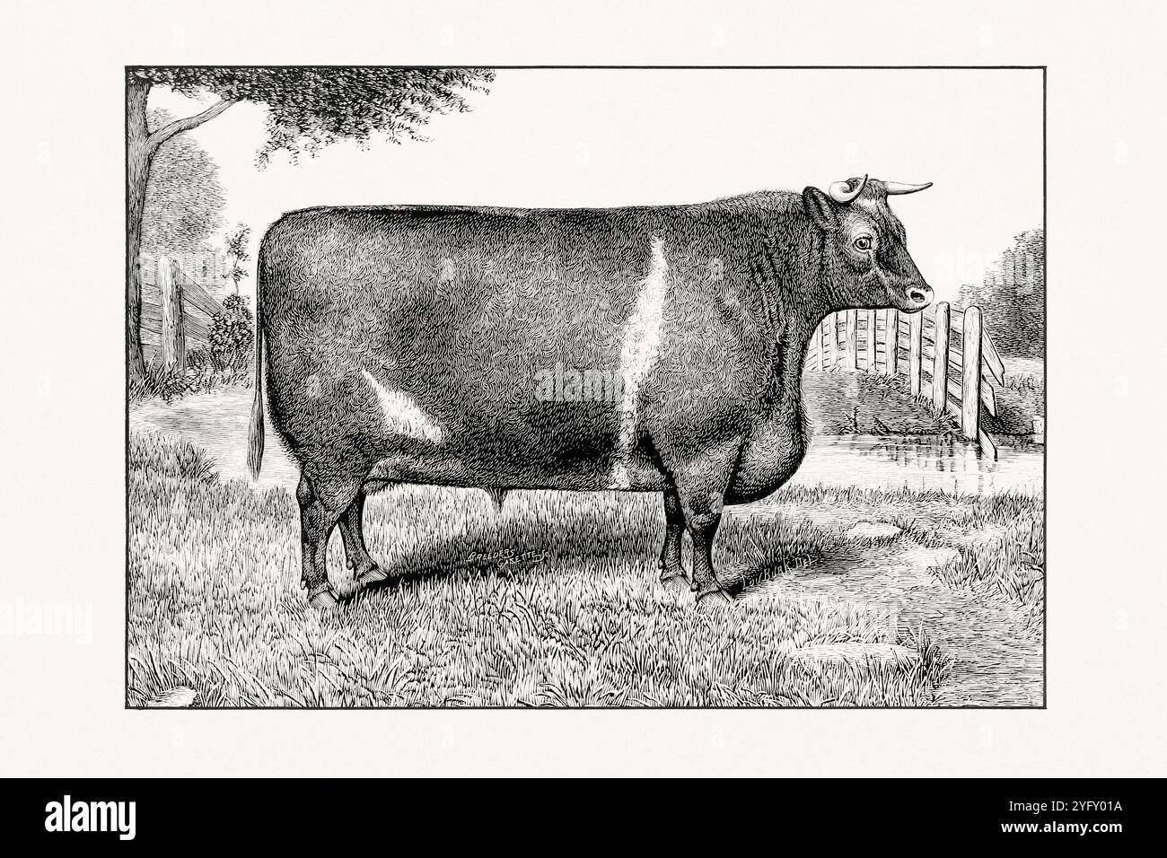 Shorthorn or Durham Cattle. Antique cattle illustration of a bull from ...