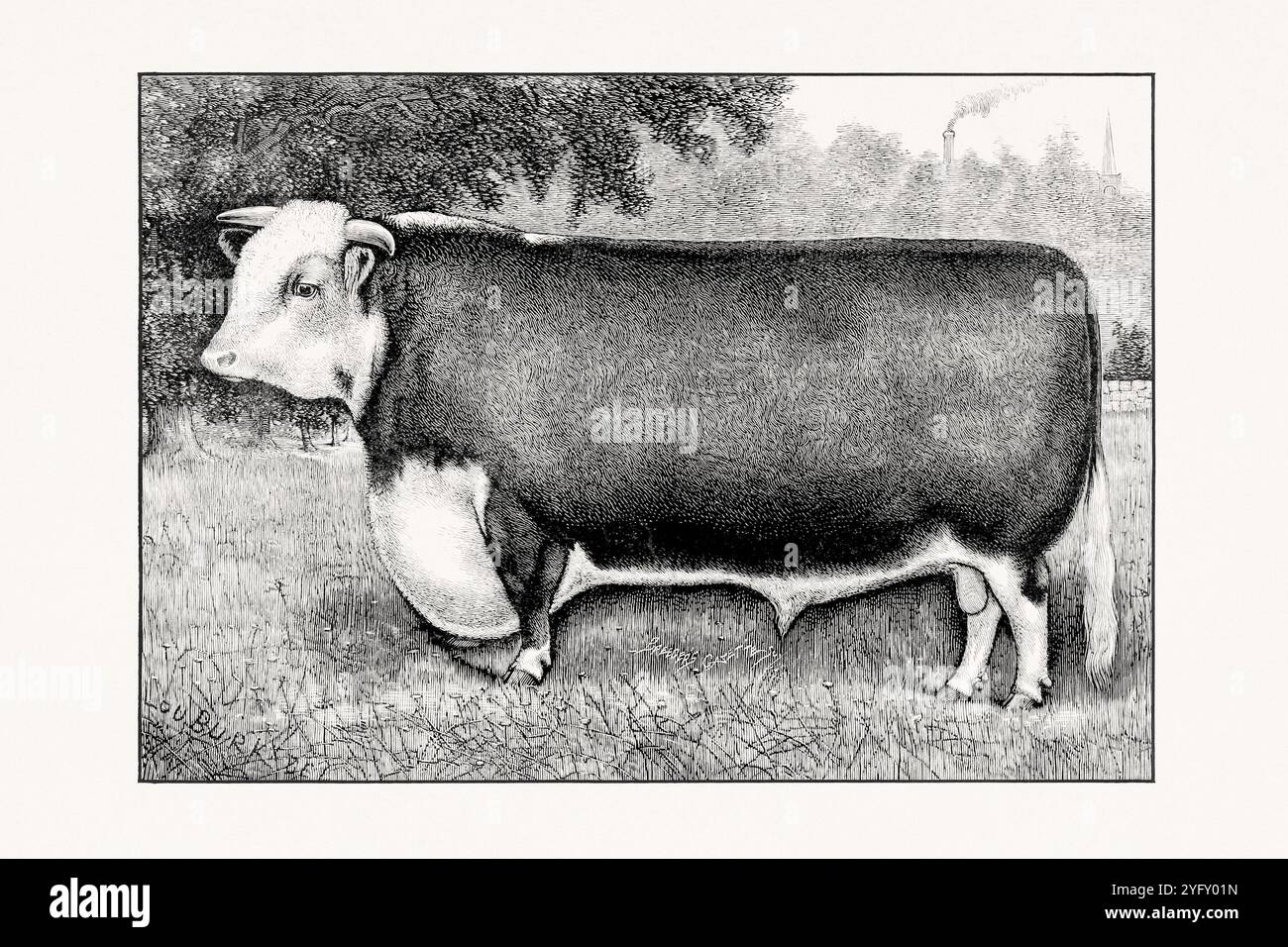 Hereford Cattle. Antique cattle illustration of a bull from an 1887 ...