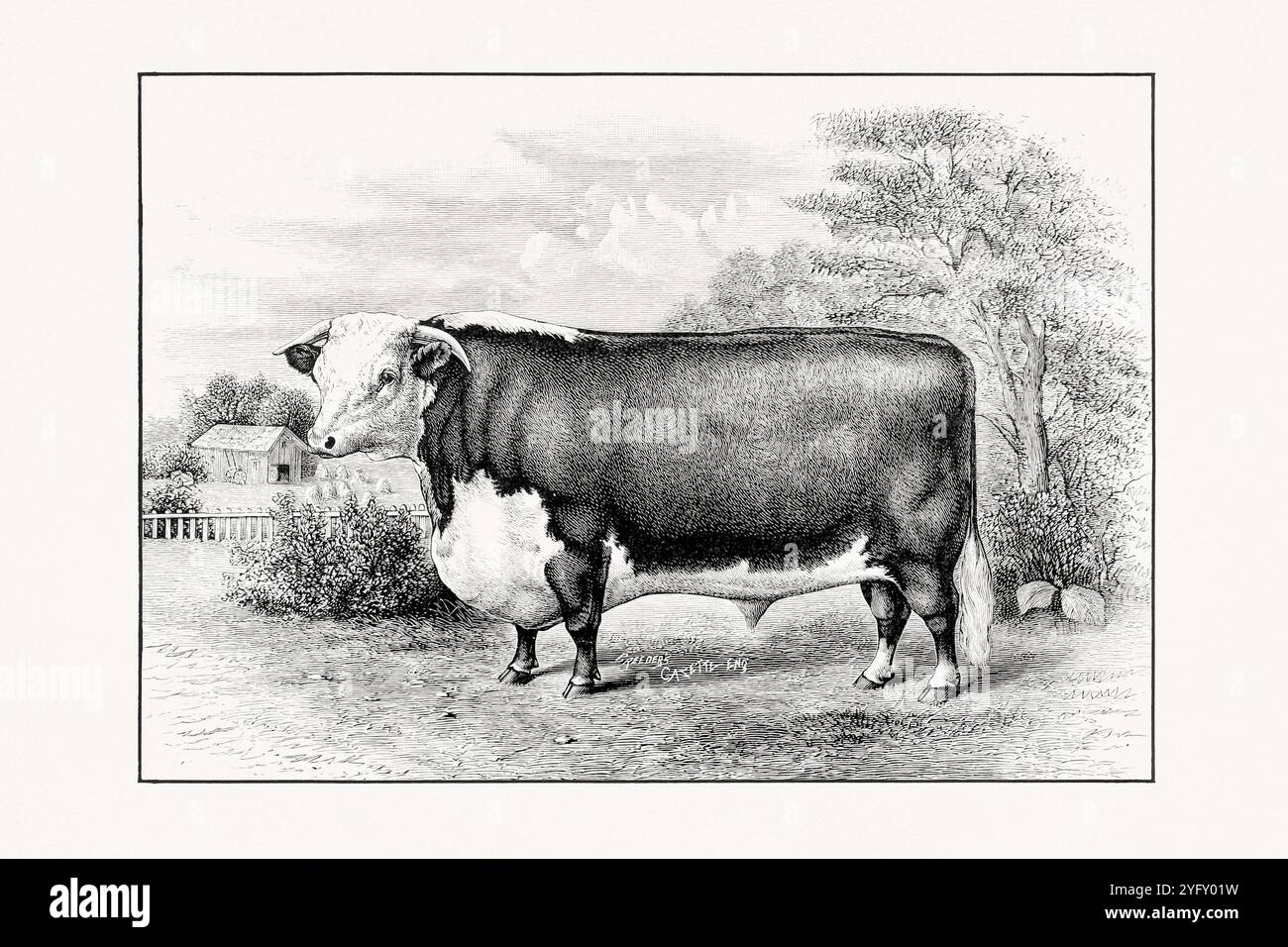 Hereford cattle illustration hi-res stock photography and images - Alamy