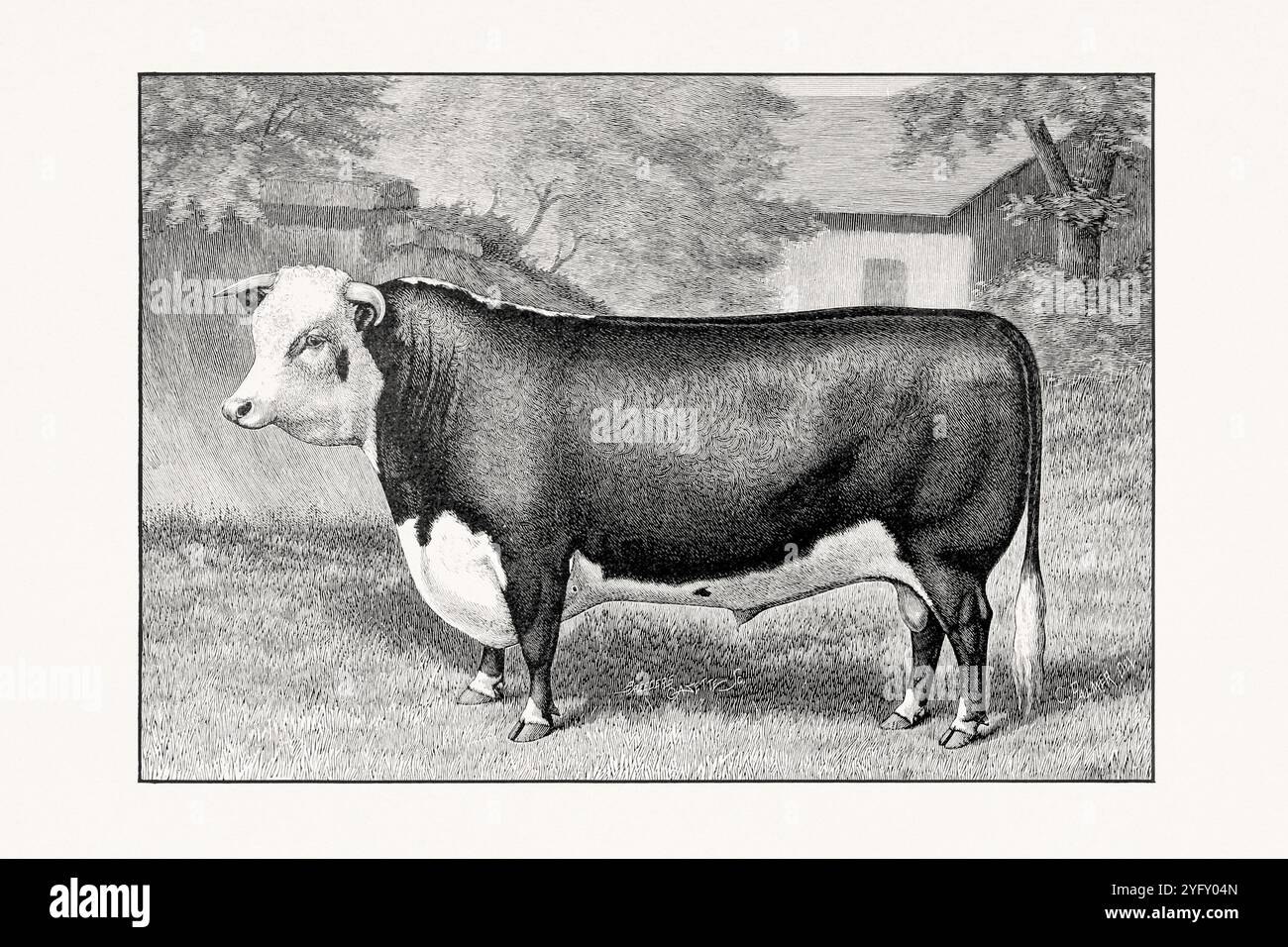 Hereford Cattle. Antique cattle illustration of a bull from an 1887 ...
