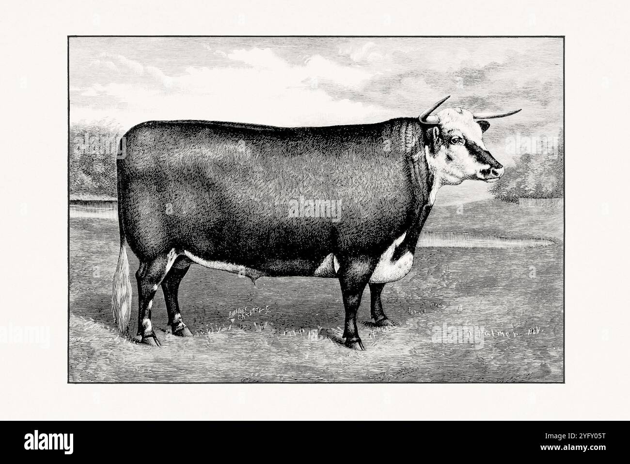 Hereford Cattle. Antique cattle illustration of a bull from an 1887 ...