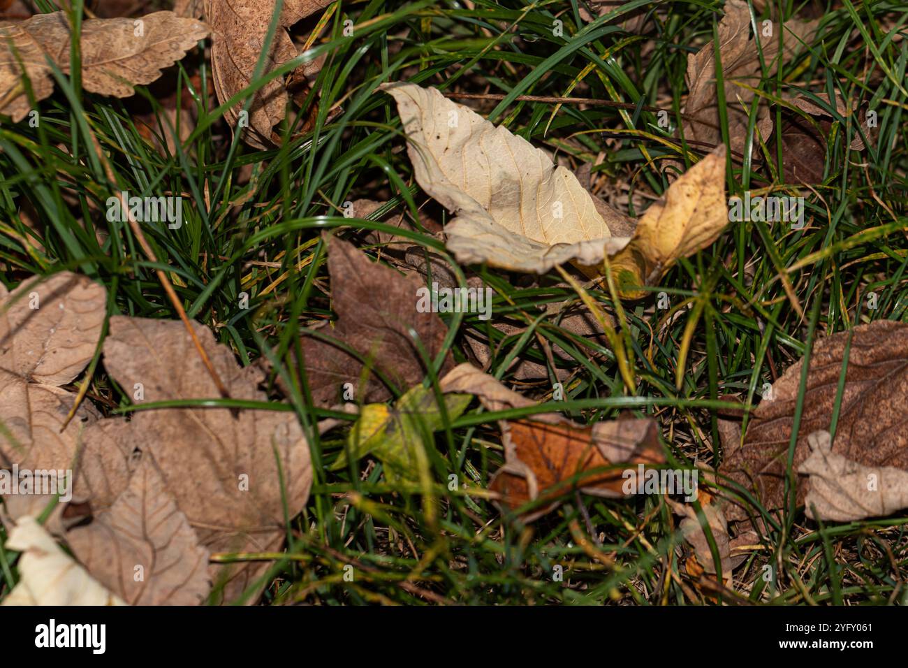 Leaves in various states of fading, from fresh green to deep rust ...