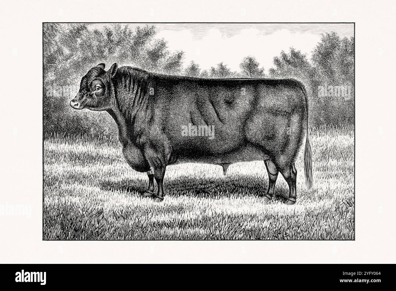 Angus bull engraving hi-res stock photography and images - Alamy