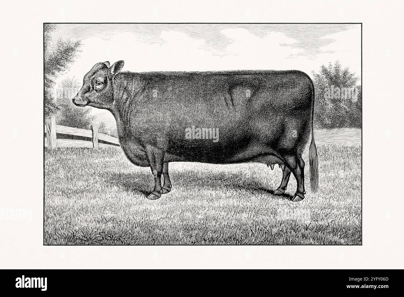 Aberdeen Angus Cattle. Vintage cattle illustration of a cow from an ...