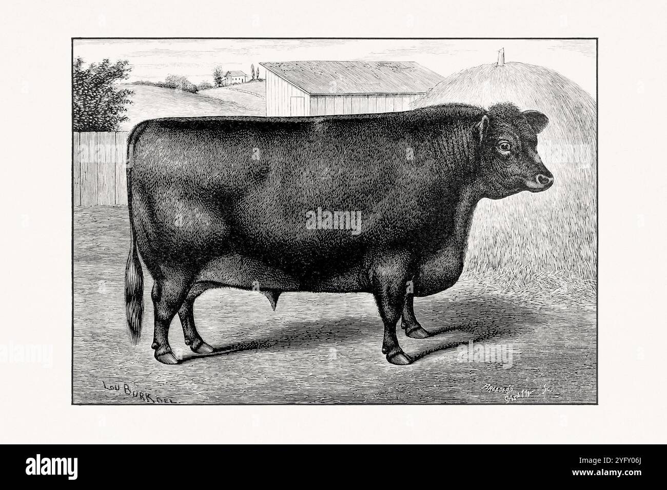 Angus bull engraving hi-res stock photography and images - Alamy