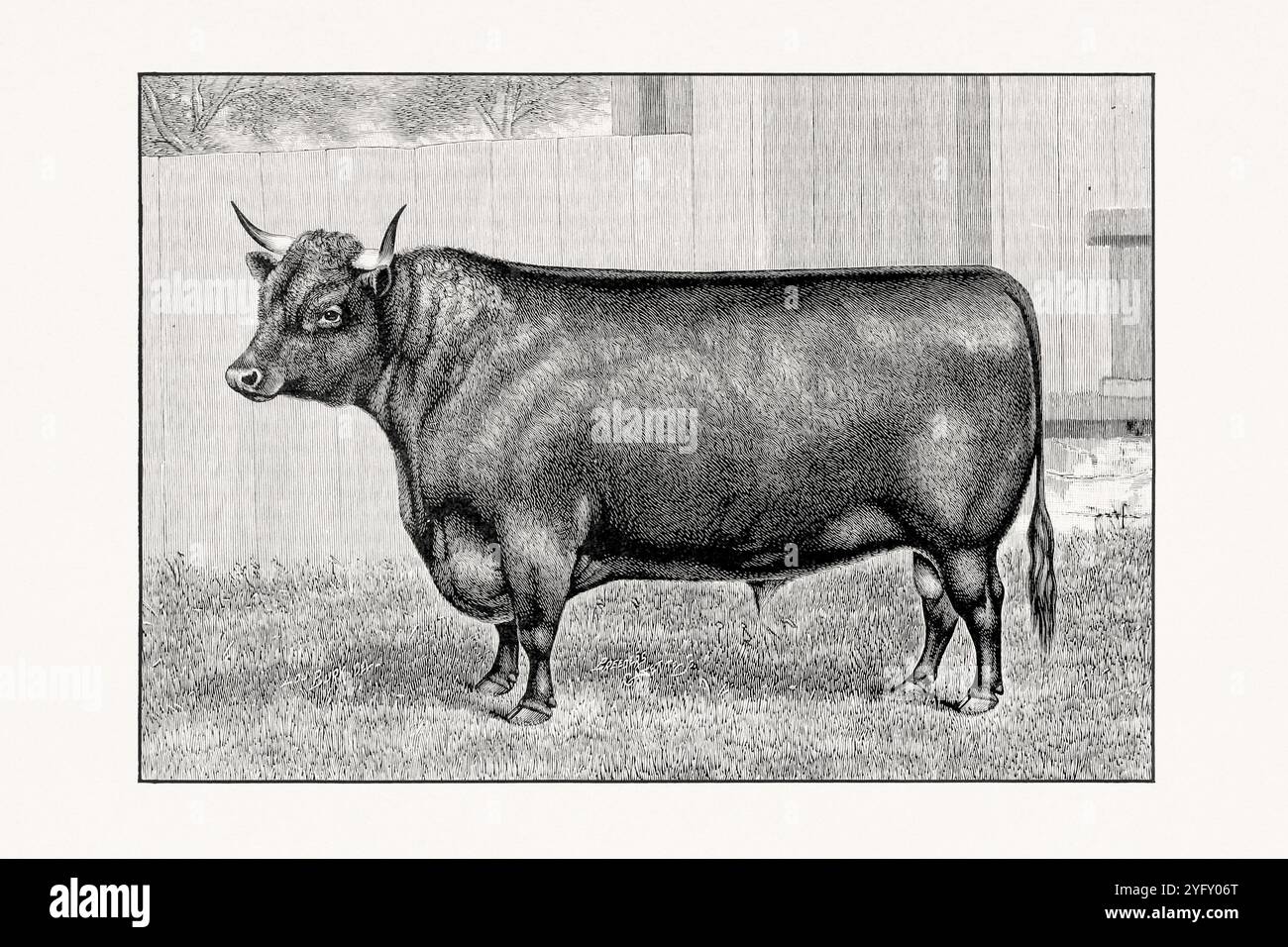 Devon Cattle. Antique cattle illustration of a bull from an 1887 ...