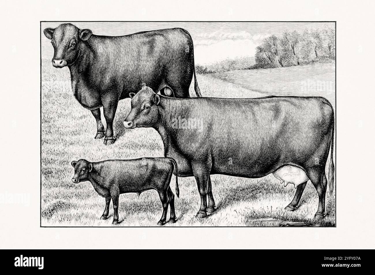 Red polled Cattle. Vintage cattle illustration of a cow from an 1887 ...