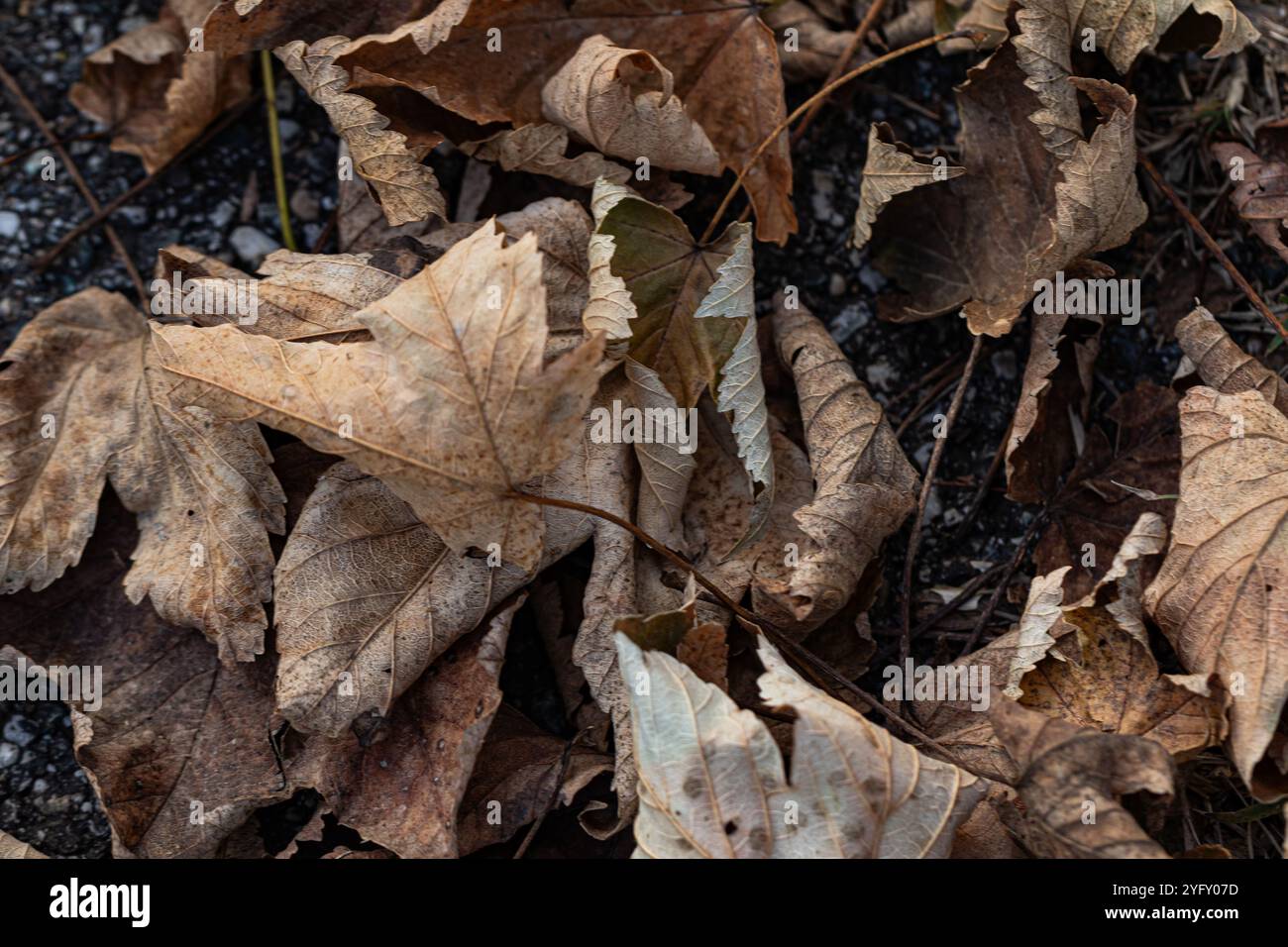 Leaves in various states of fading, from fresh green to deep rust ...