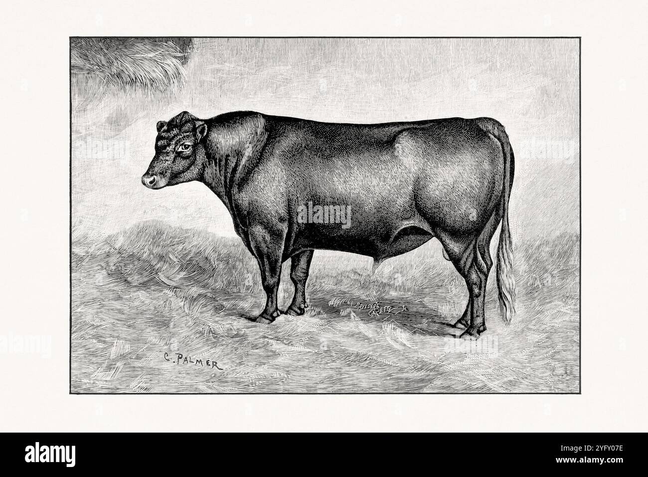 Red polled Cattle. Antique cattle illustration of a bull from an 1887 ...
