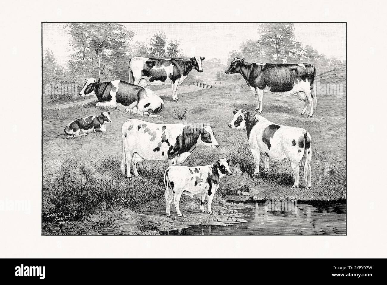 Classic cattle breed hi-res stock photography and images - Alamy