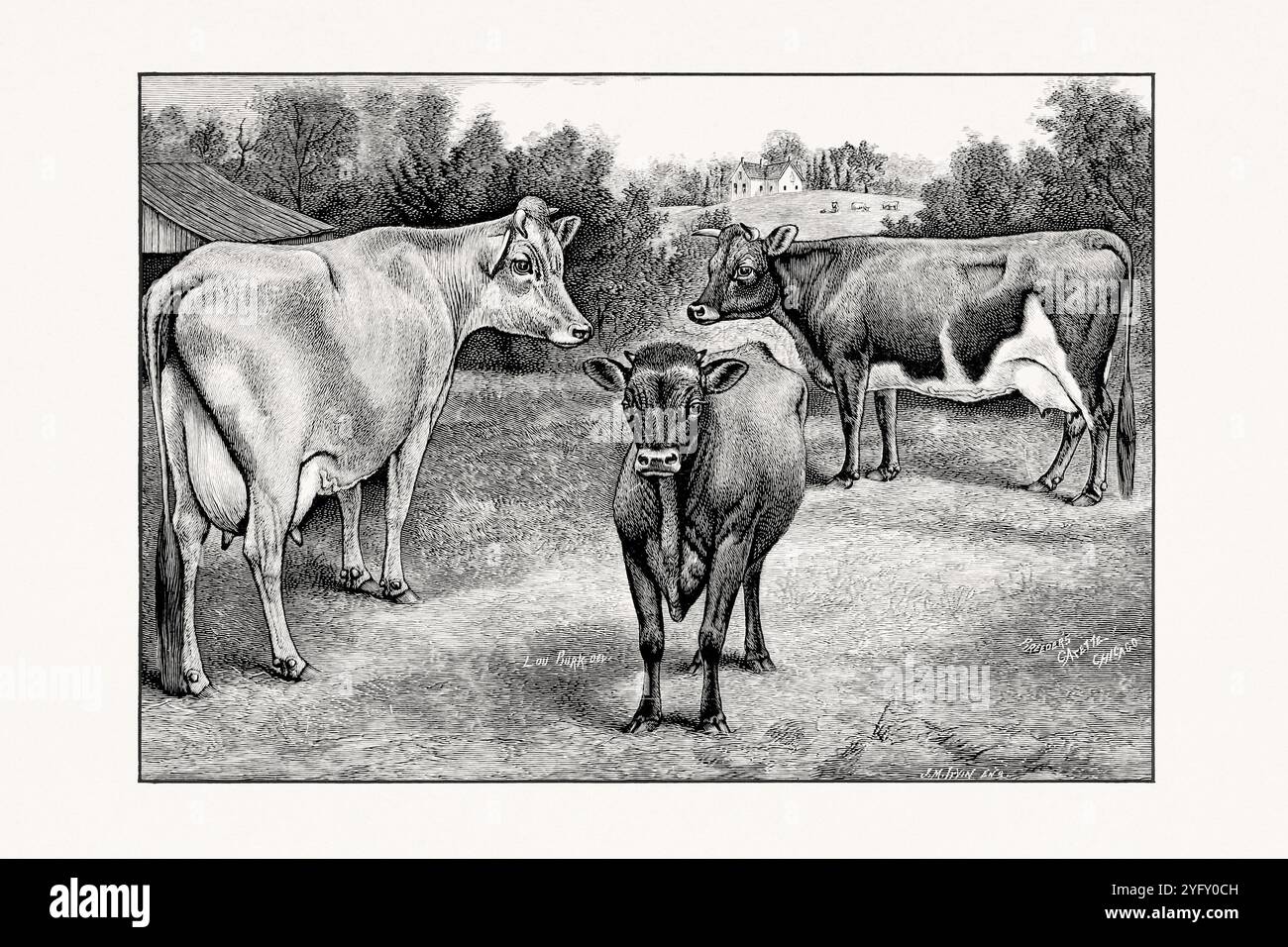 Jersey Cattle. Vintage cattle illustration from an 1887 livestock book ...