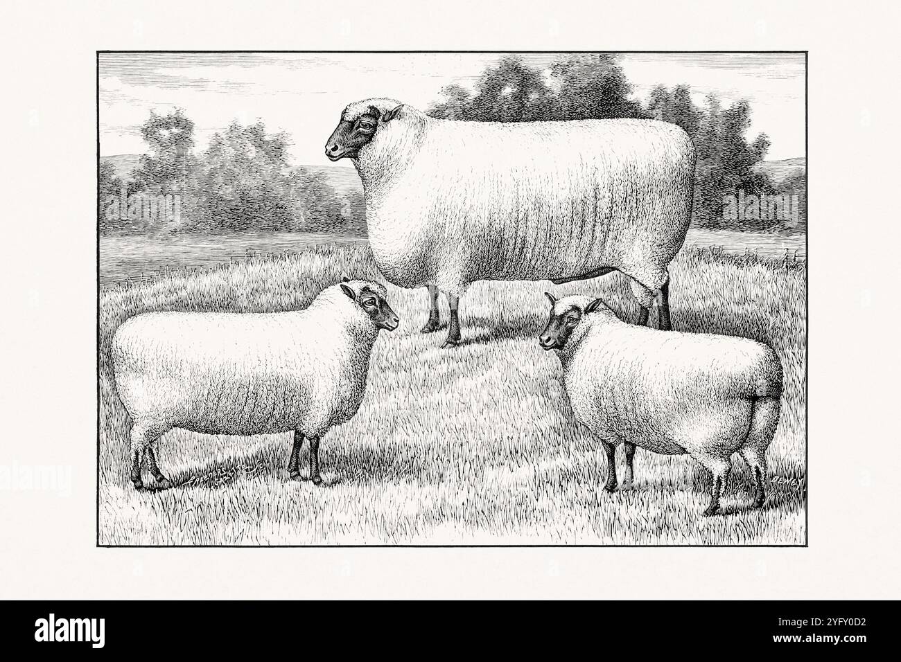 Antique sheep illustration from an 1887 livestock book. Detailed ...