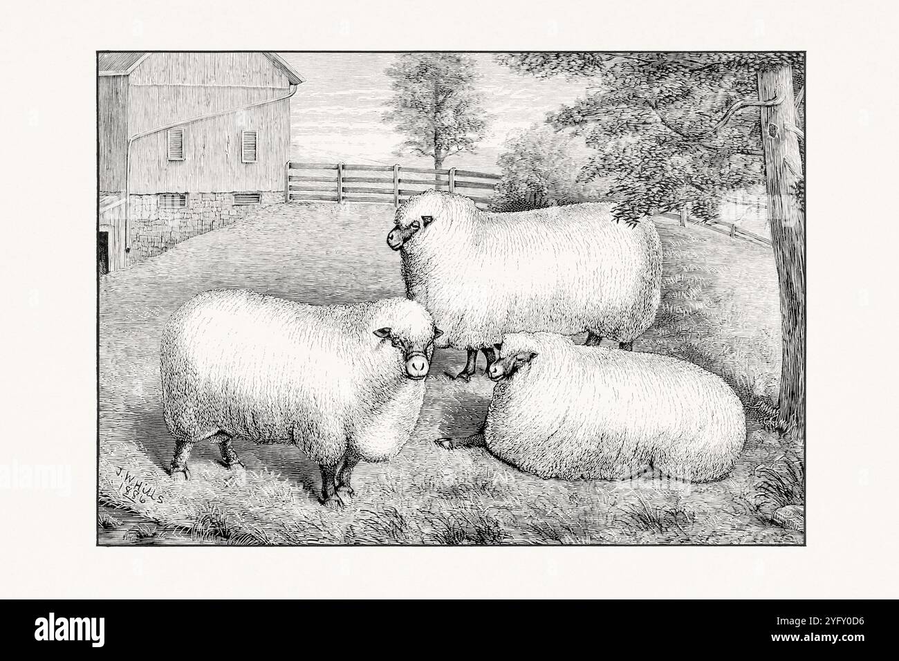 Antique sheep illustration from an 1887 livestock book. Detailed ...