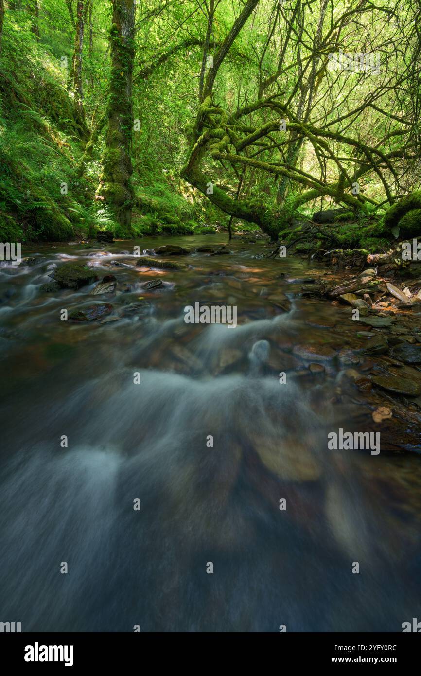 Surface water layer after a dry summer in the forests of the Courel ...