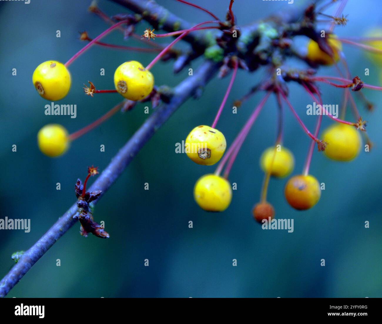 Deeply cut lobed leaves hi-res stock photography and images - Alamy