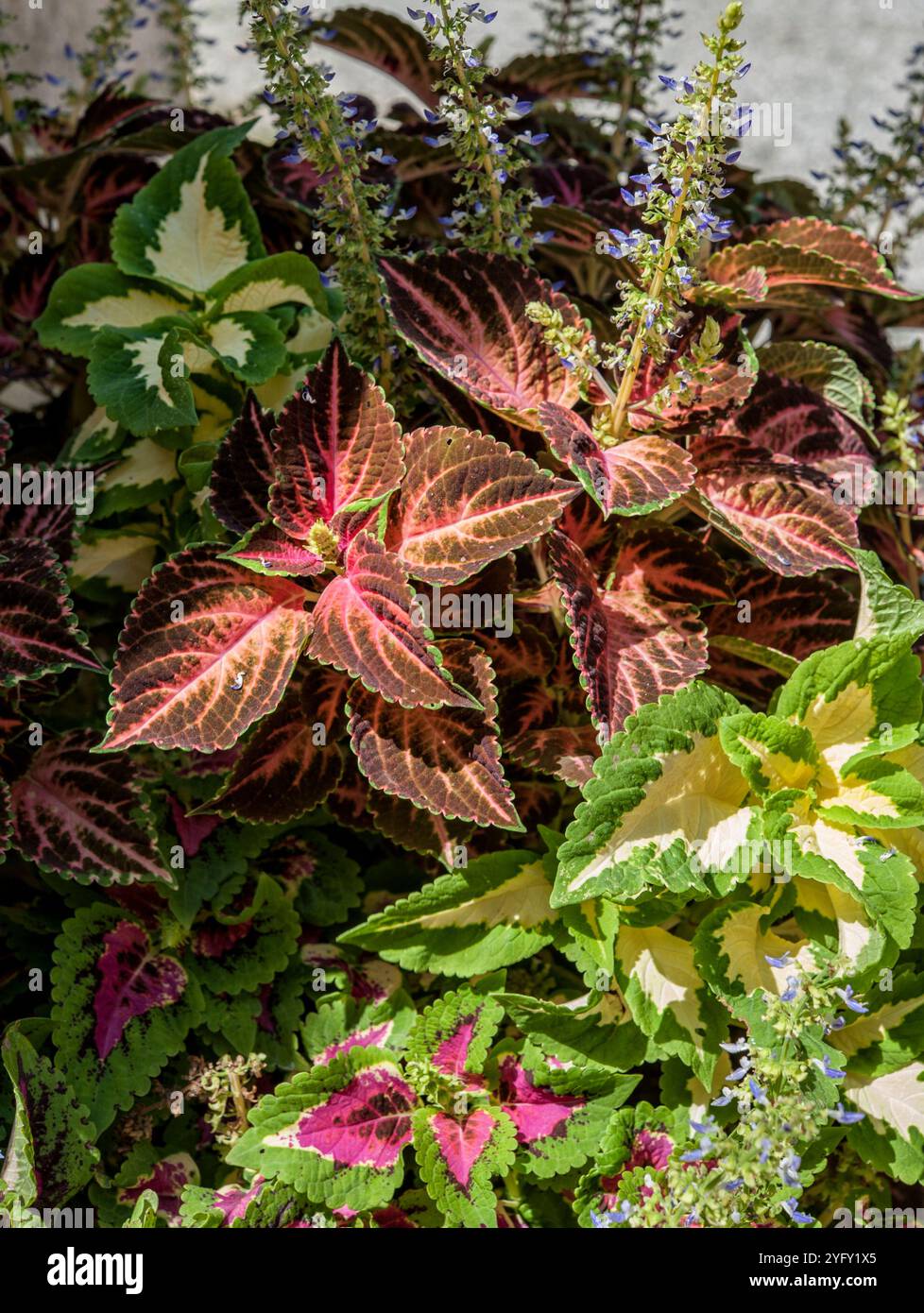 Plectranthus scutellarioides, commonly known as coleus, is a species of ...