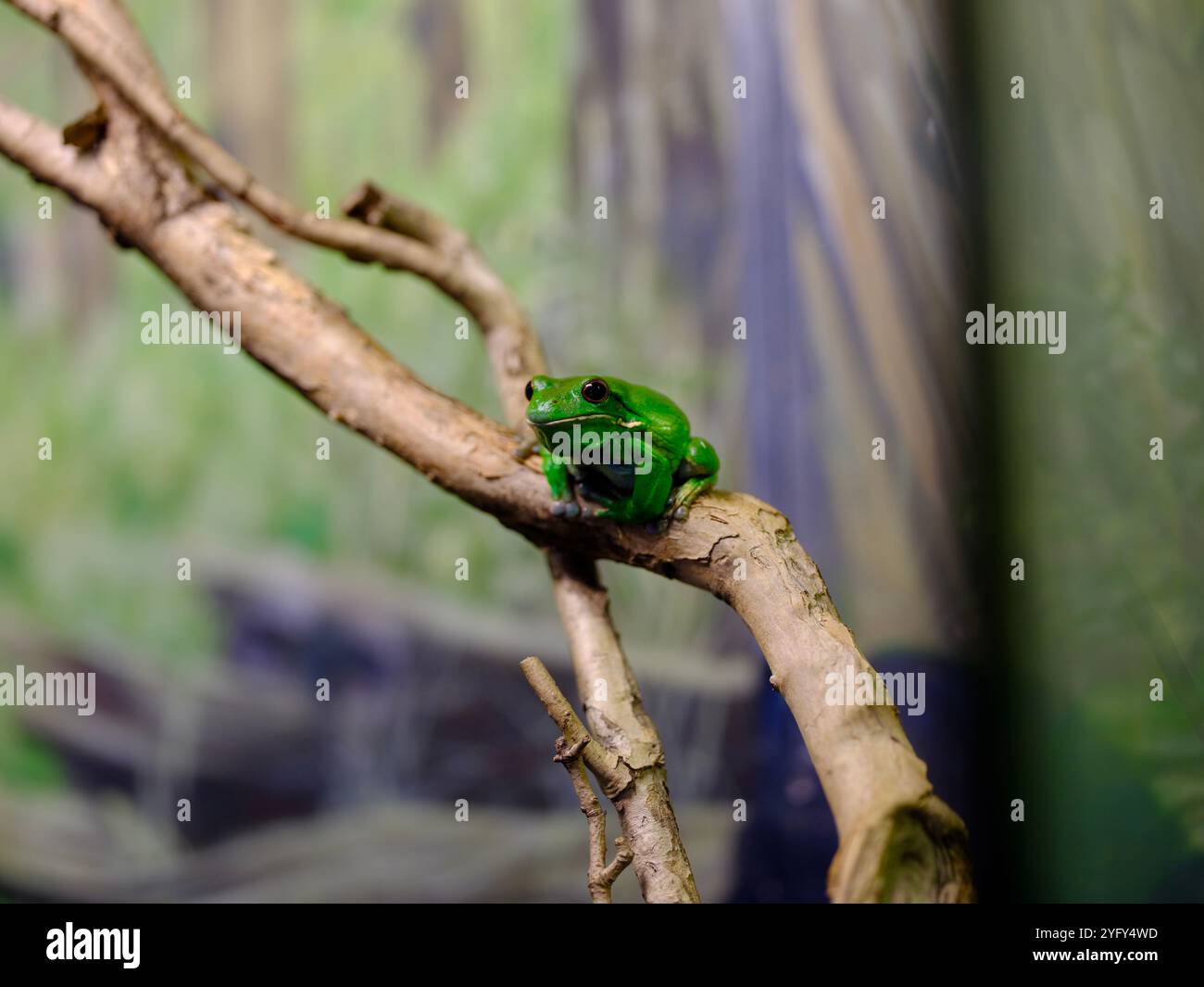 Enchanting mesmerising male White-lipped Tree Frog in vibrant beauty ...