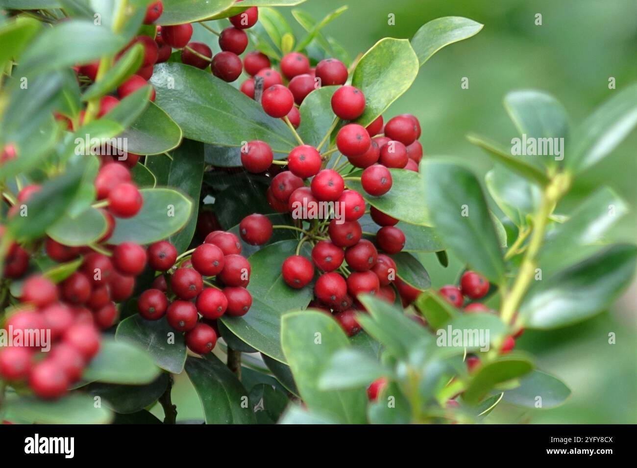 QINGDAO, CHINA - NOVEMBER 1, 2024 - Colorful berries hang on trees at ...