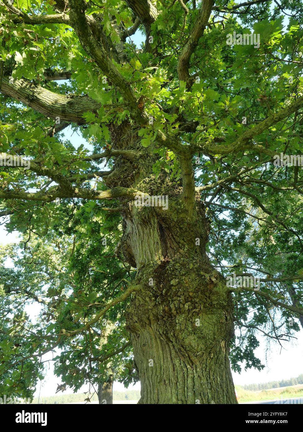 Oak - very large with a view of the sky Stock Photo - Alamy