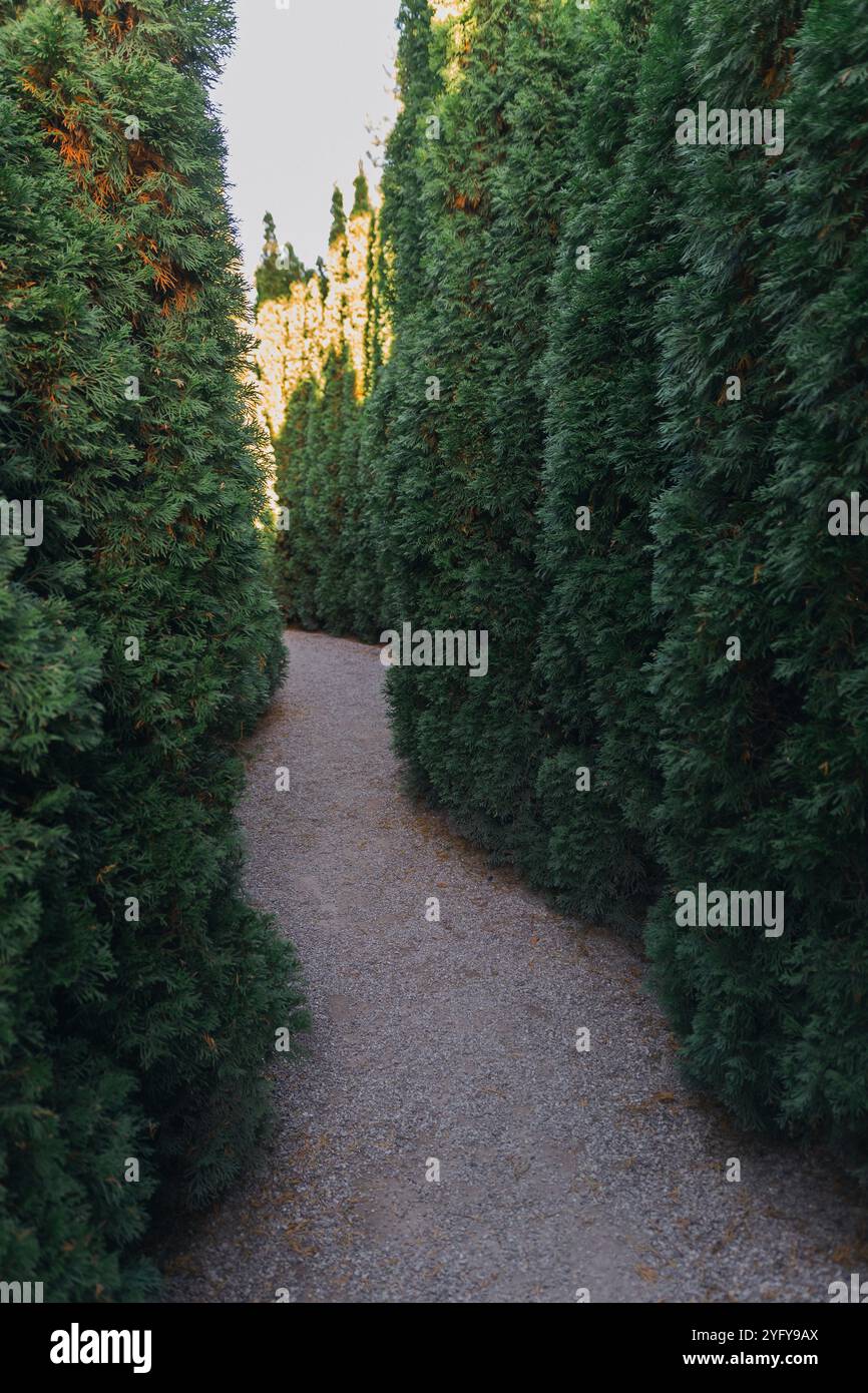 Maze Path Trees Garden - A gravel path winds through tall, green hedges ...
